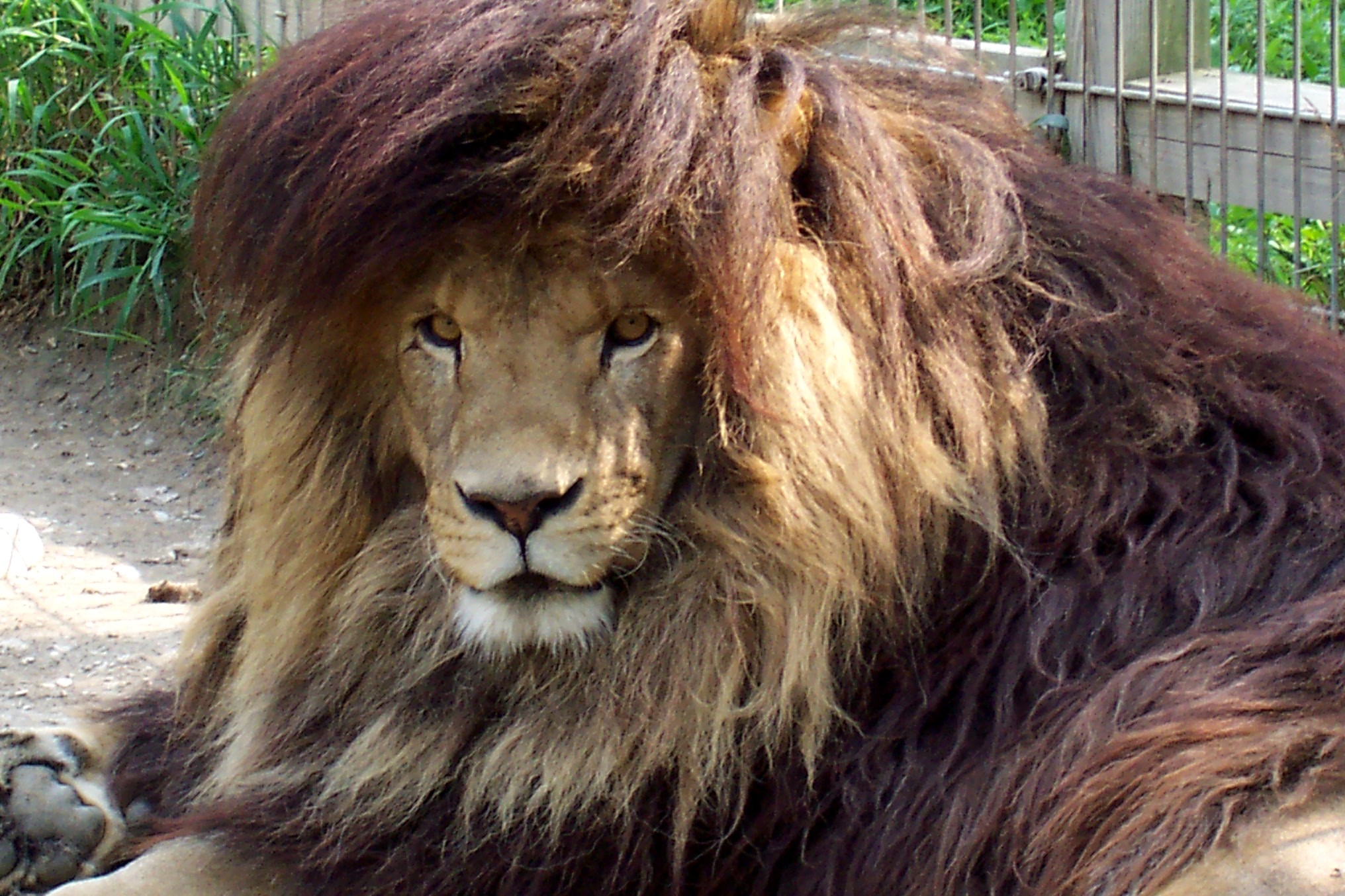 simba – Wildlife Education by Bernie